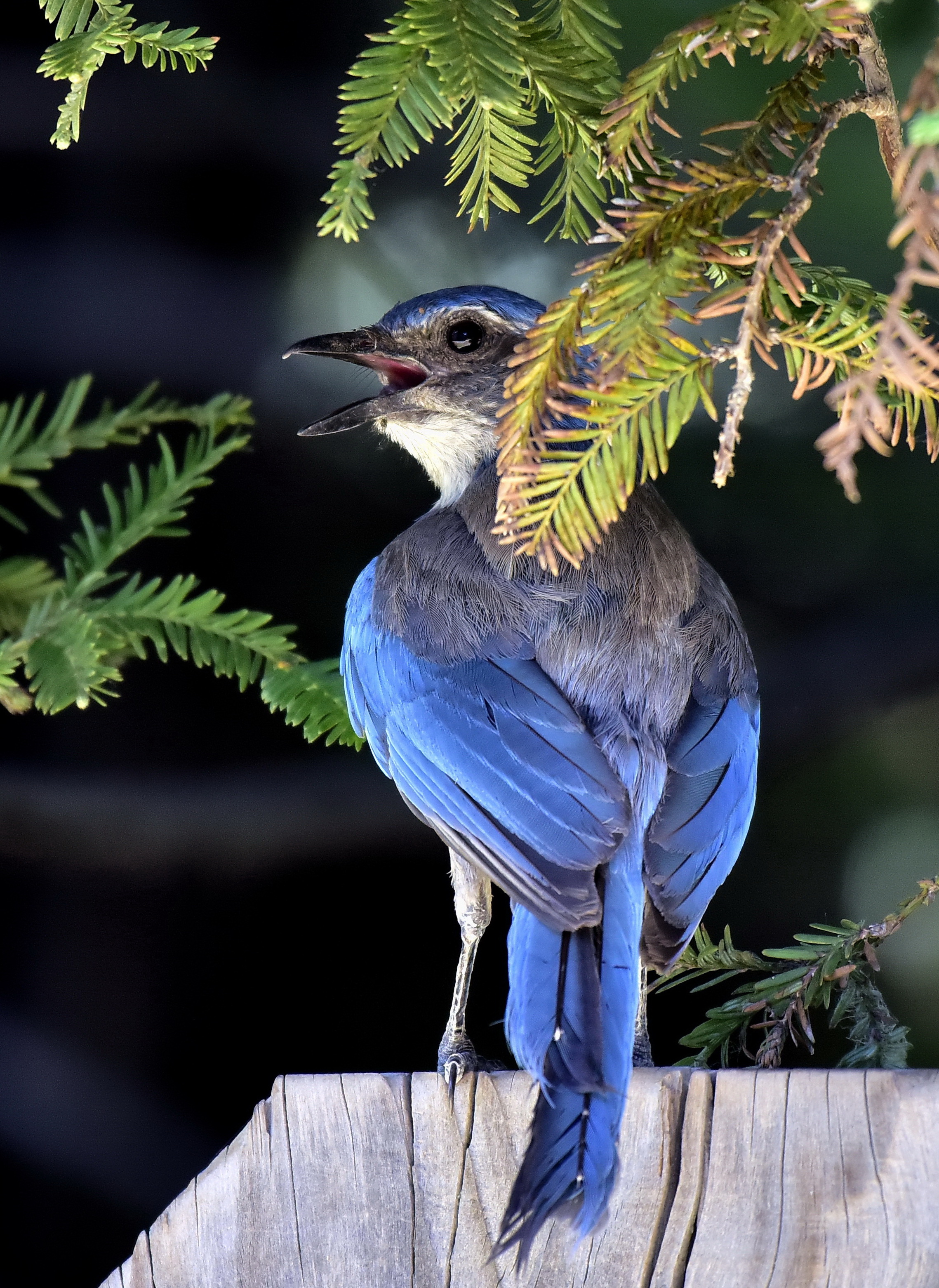 One Hot Jay | Shutterbug